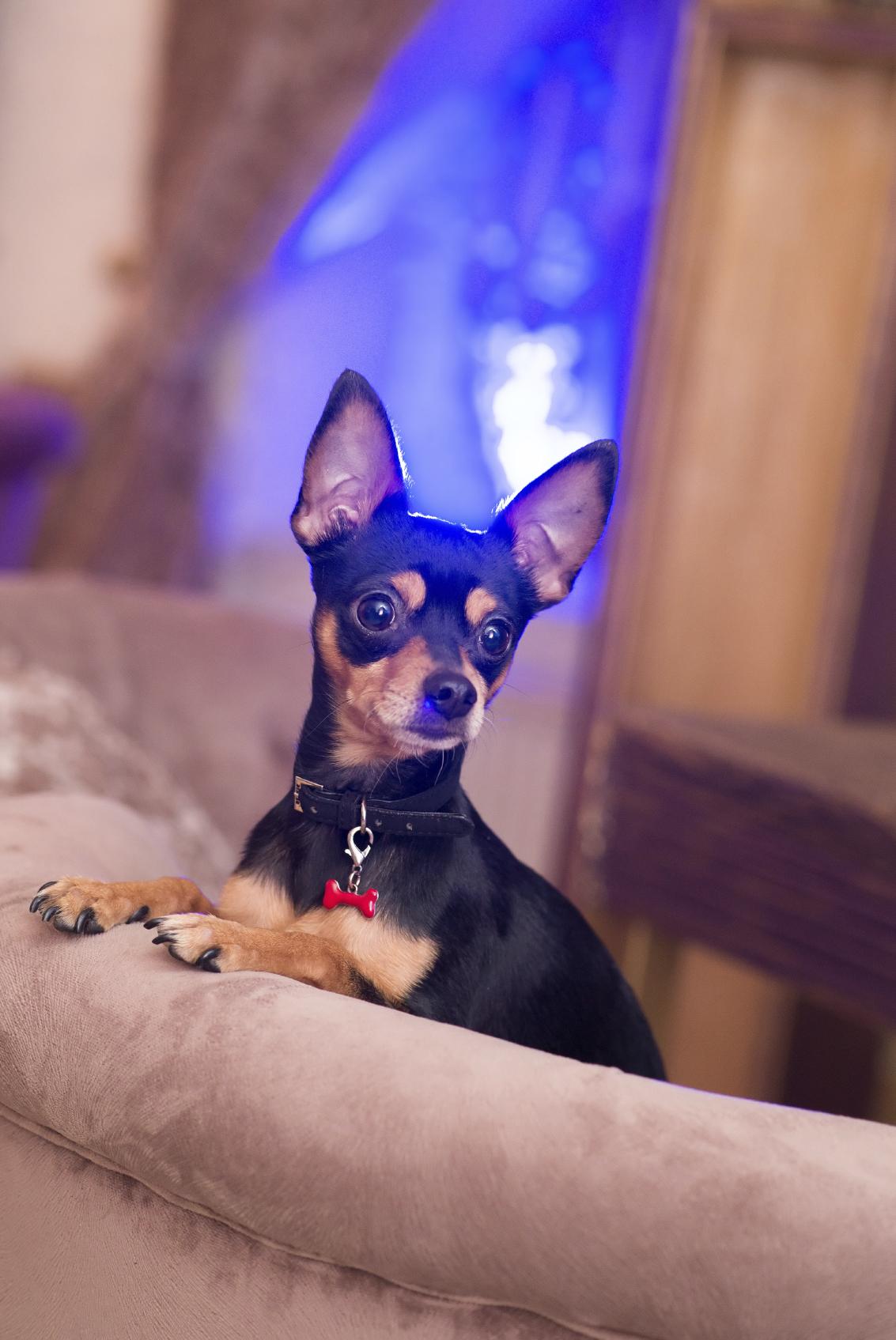 Cane Prague Ratter: caratteristiche e foto