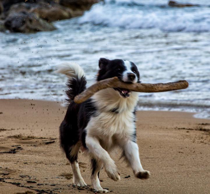 Cane Border Collie: caratteristiche, foto e video