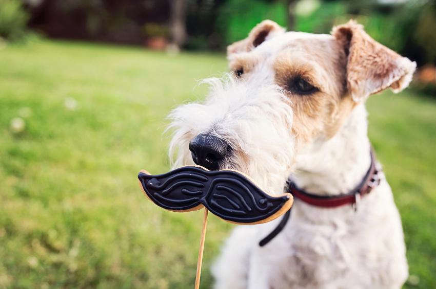 Cane Fox Terrier a pelo ruvido: caratteristiche e foto