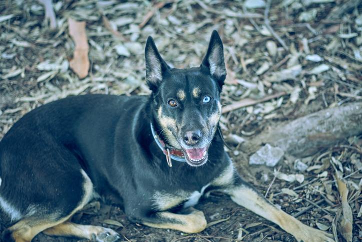 Shepsky meticcio, carattere educazione salute e cure