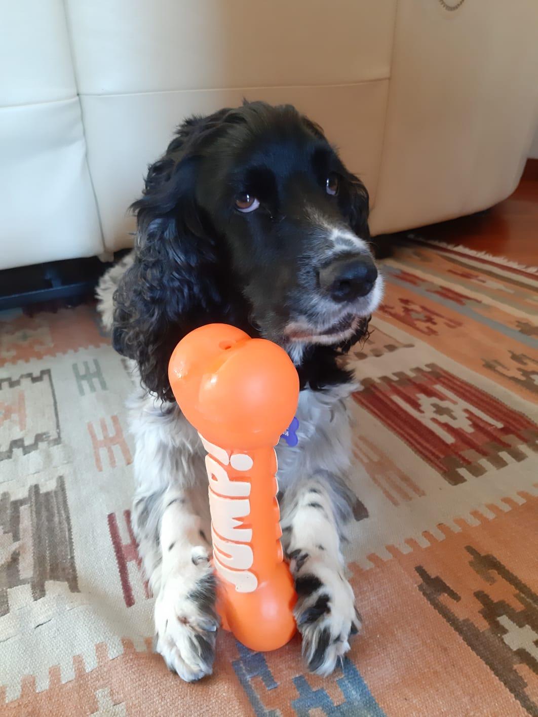 Cane Cocker Spaniel Inglese: caratteristiche e foto