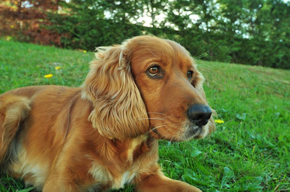 Cane Cocker Spaniel Inglese: caratteristiche e foto