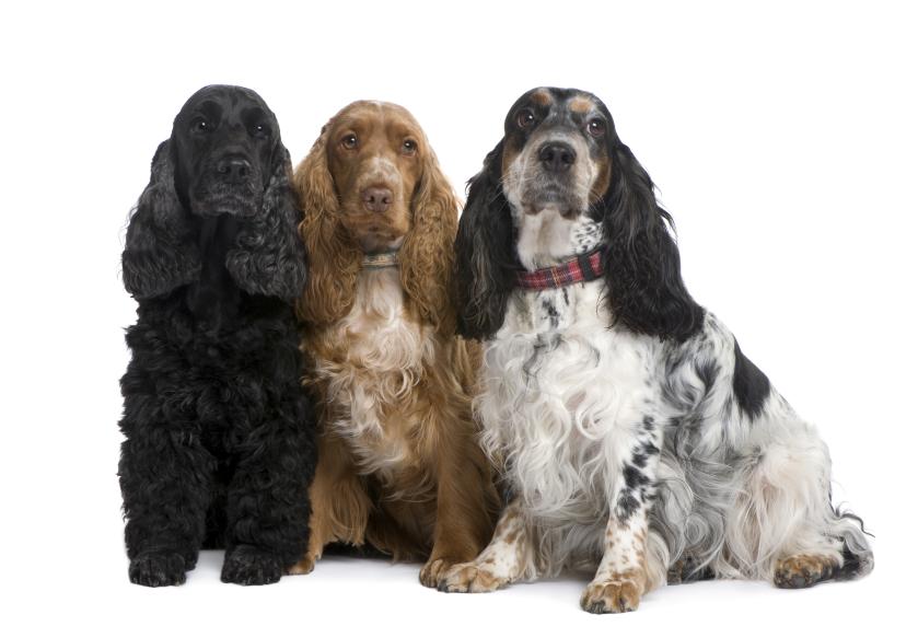 Cane Cocker Spaniel Inglese: caratteristiche e foto