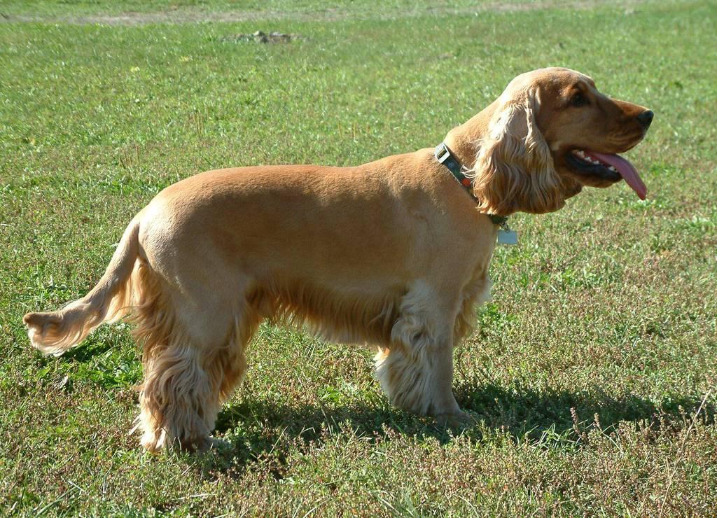 Cane Cocker Spaniel Inglese: caratteristiche e foto