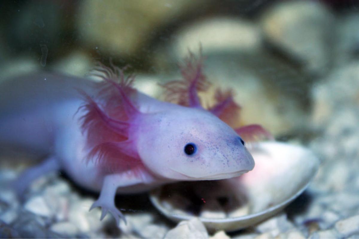 Assolotto (Ambystoma mexicanum): Caratteristiche e Curiosità