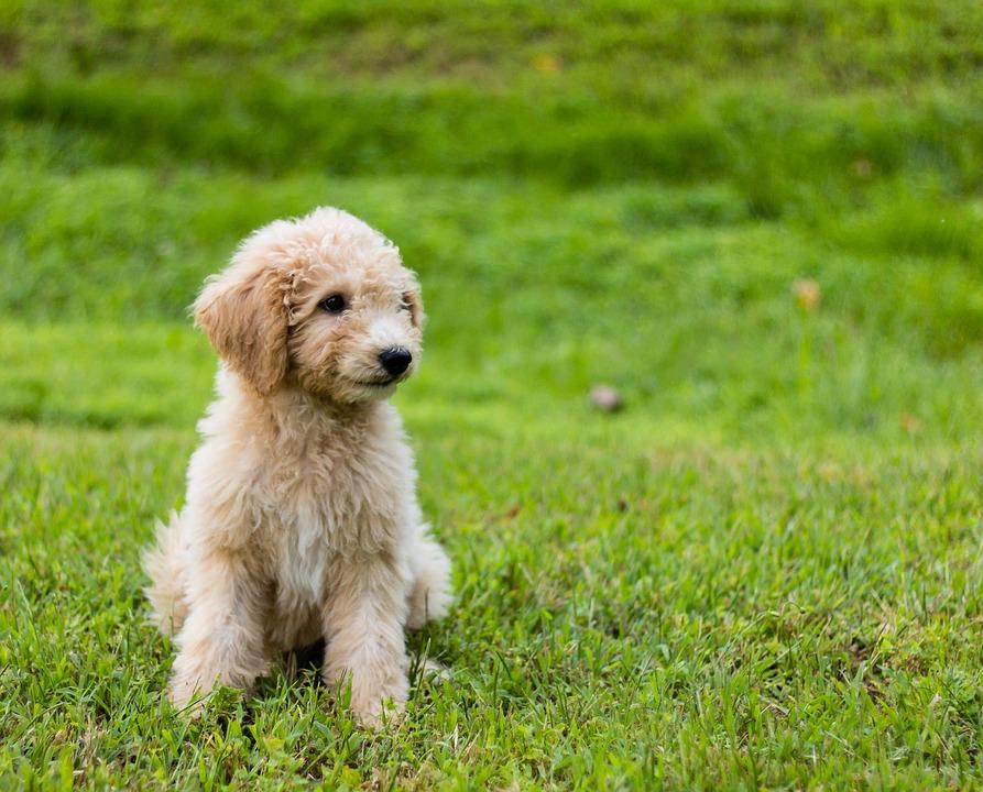 Cane Goldendoodle: caratteristiche e foto