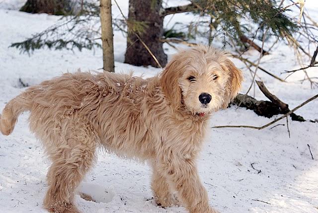 Cane Goldendoodle: caratteristiche e foto