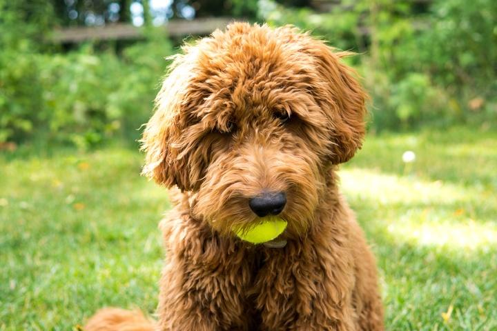 Cane Goldendoodle: caratteristiche e foto