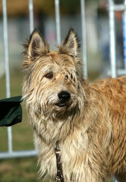 Cane da pastore di Piccardia: caratteristiche e foto