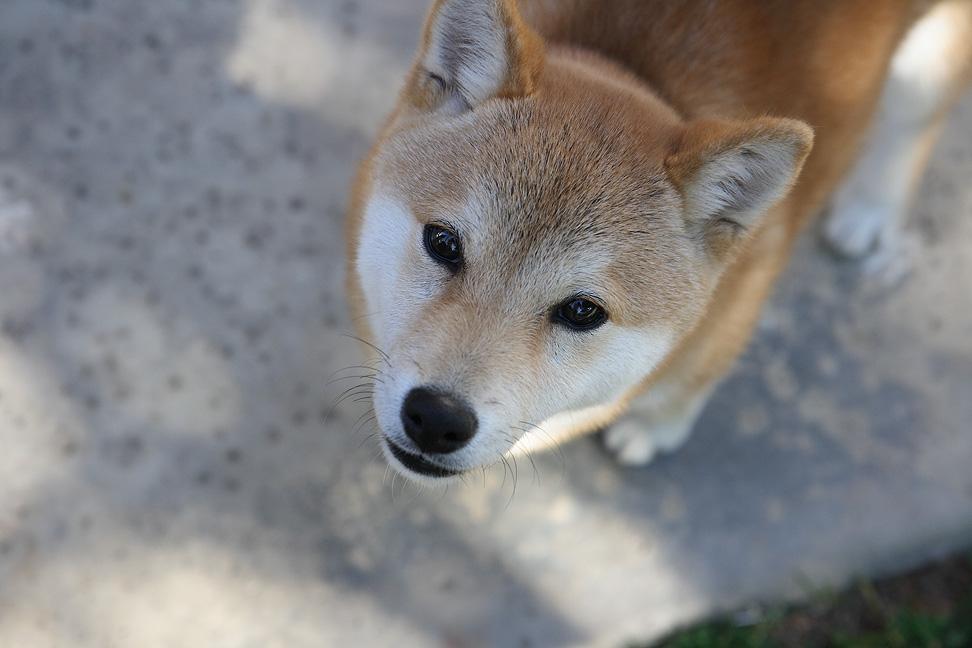 Cane Shiba: caratteristiche e foto