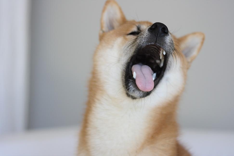 Cane Shiba: caratteristiche e foto