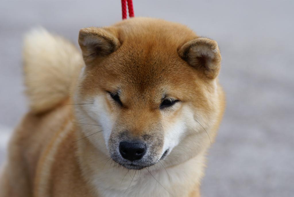 Cane Shiba: caratteristiche e foto