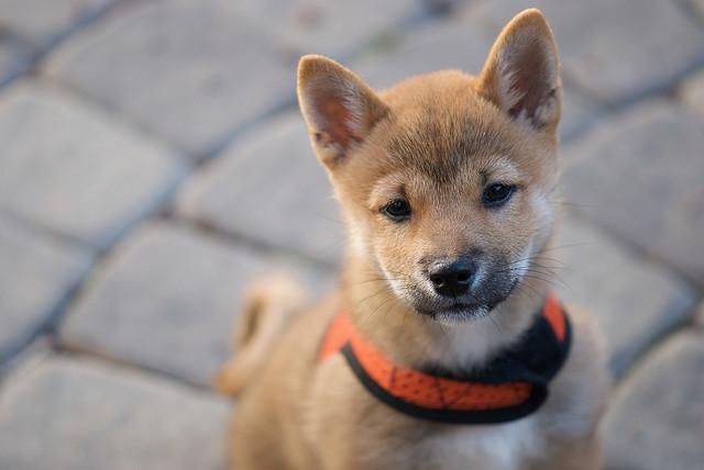 Cane Shiba: caratteristiche e foto