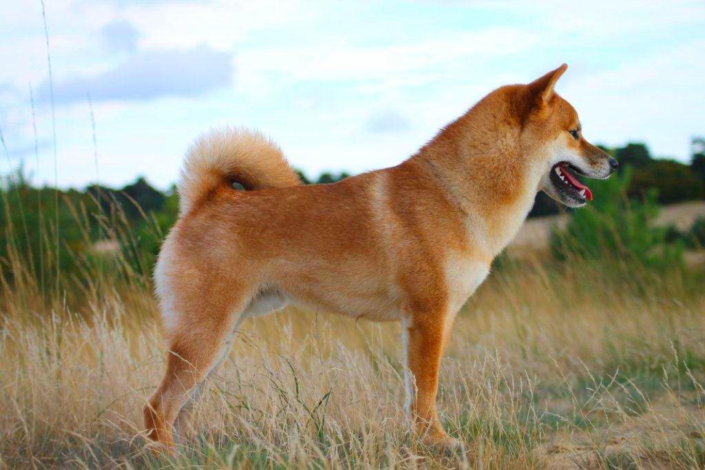 Cane Shiba: caratteristiche e foto