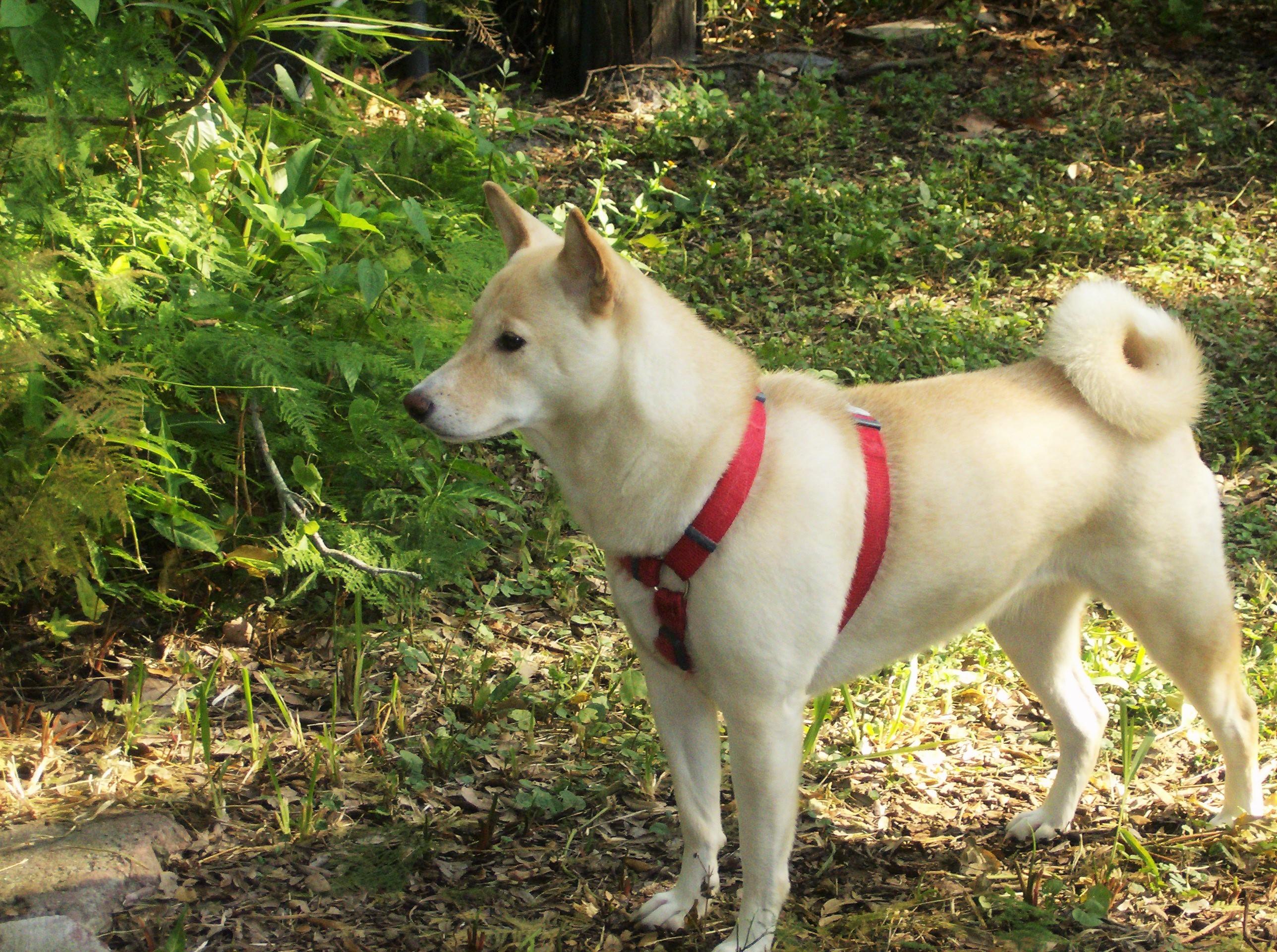 Cane Shiba: caratteristiche e foto