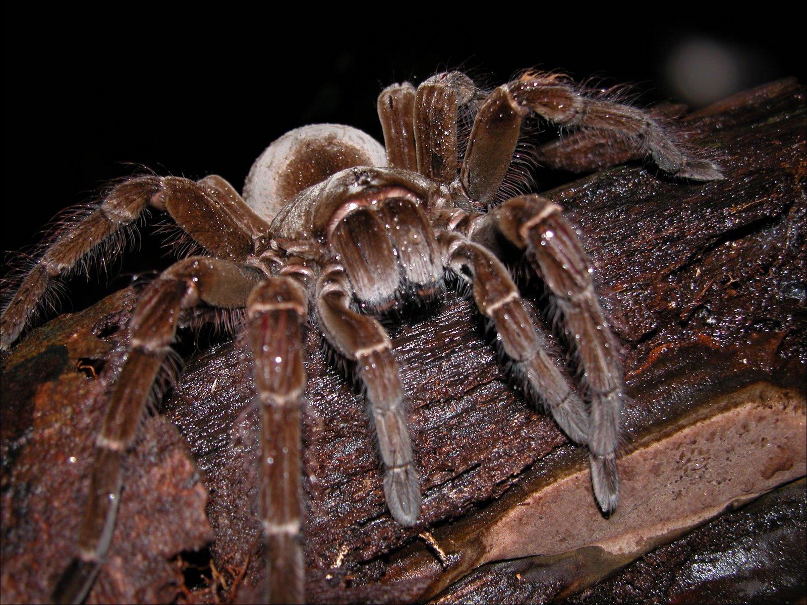 Ragno Tarantola golia: caratteristiche e foto