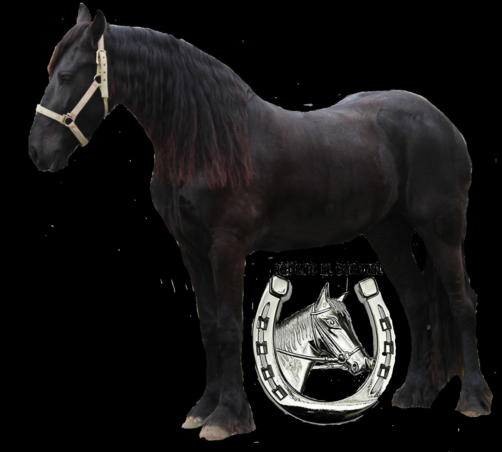 Cavallo Frisone: Caratteristiche e Curiostà