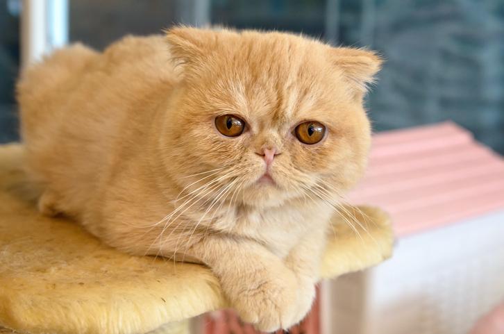 Gatto Exotic Shorthair: caratteristiche e foto
