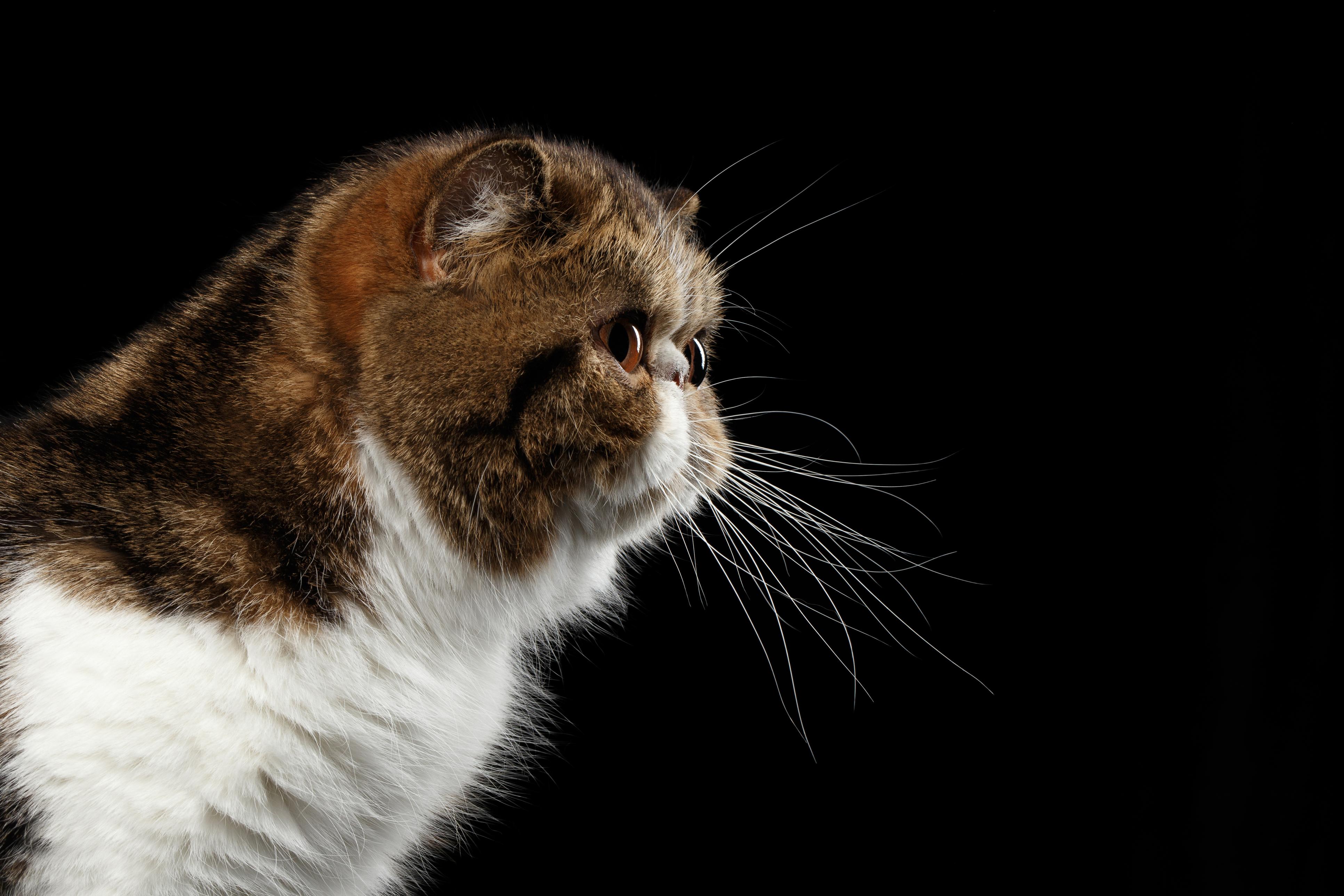 Gatto Exotic Shorthair: caratteristiche e foto