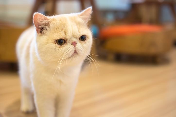 Gatto Exotic Shorthair: caratteristiche e foto