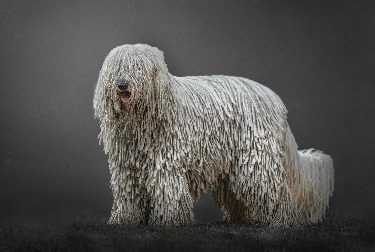 Cane Komondor: Caratteristiche e curiosità sul cane 'mocio'