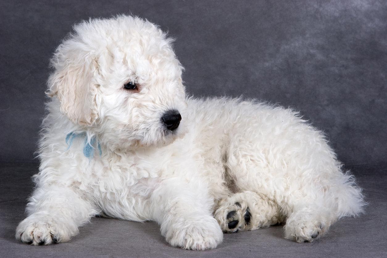 Cane Komondor: Caratteristiche e curiosità sul cane 'mocio'
