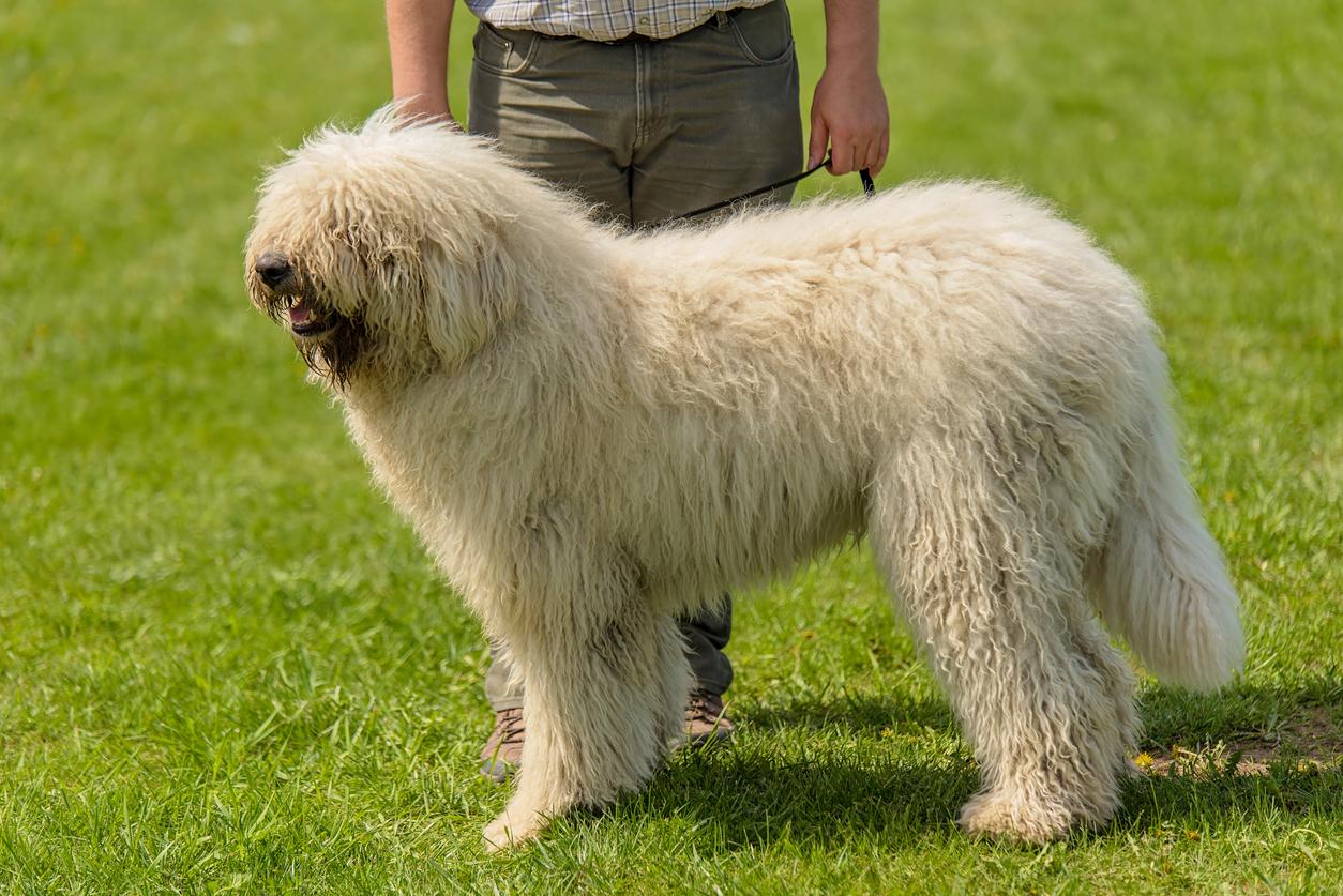 Cane Komondor: Caratteristiche e curiosità sul cane 'mocio'