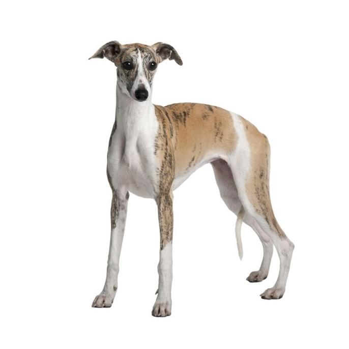 Cane Whippet: caratteristiche e foto