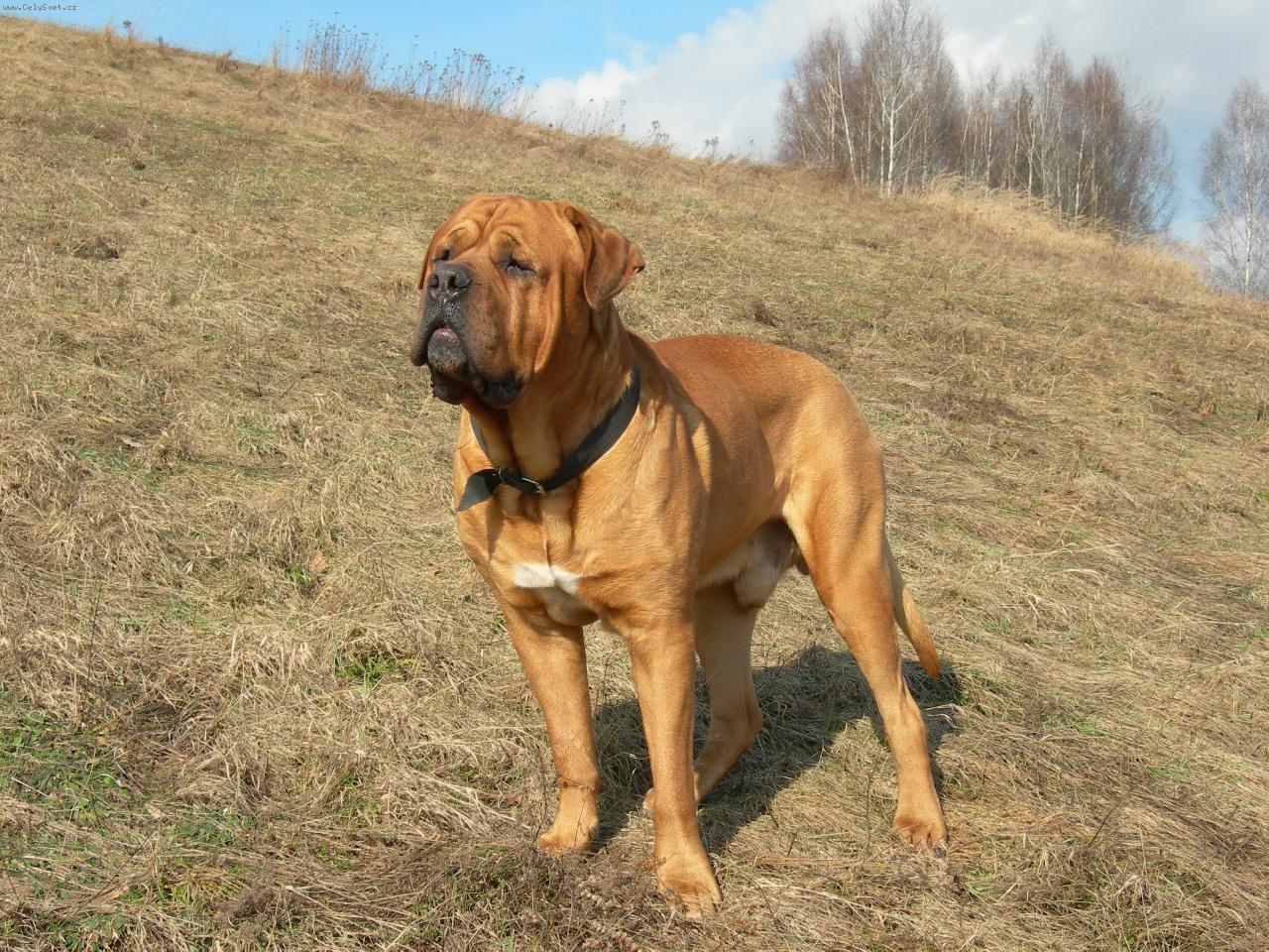 Cane Tosa: caratteristiche e foto
