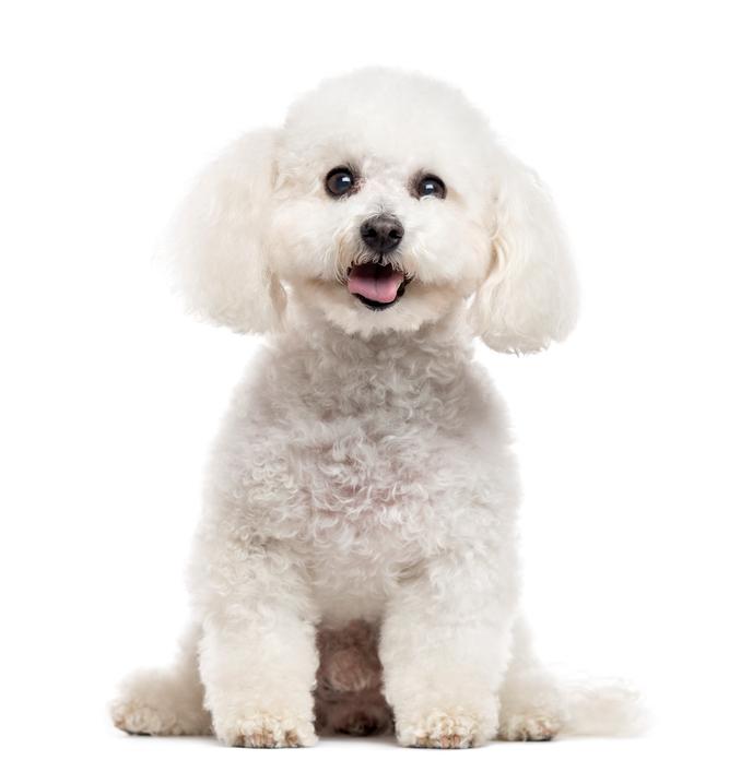 Cane Bichon frisé: caratteristiche e foto