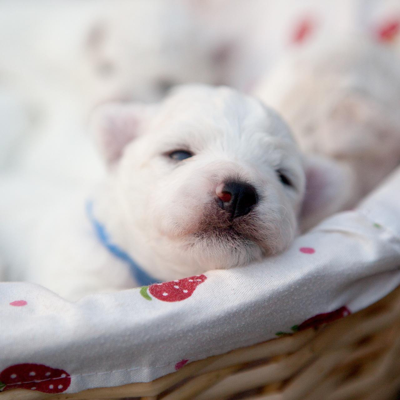 Cane Bichon frisé: caratteristiche e foto