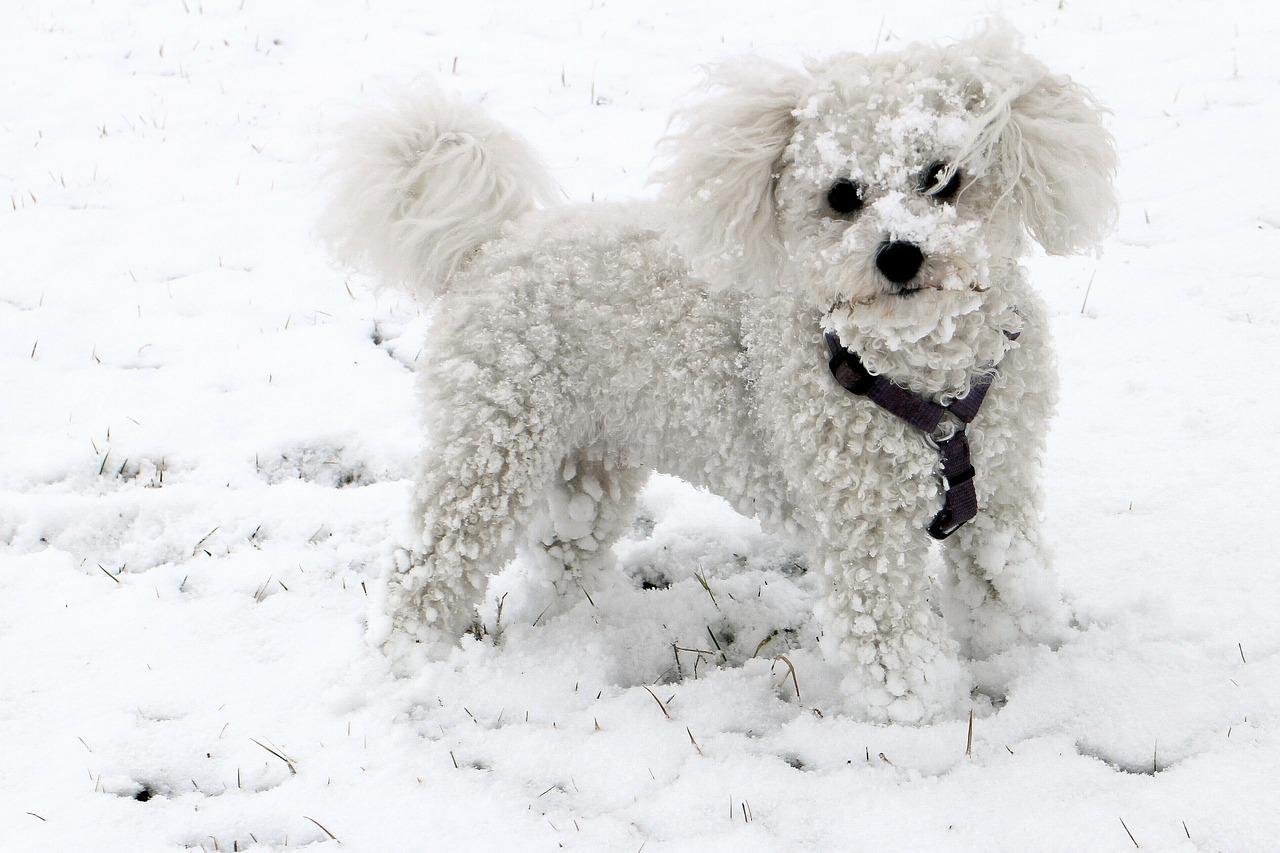 Cane Bichon frisé: caratteristiche e foto