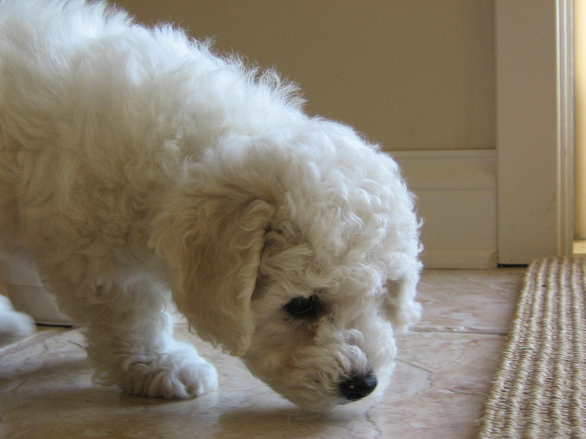 Cane Bichon frisé: caratteristiche e foto