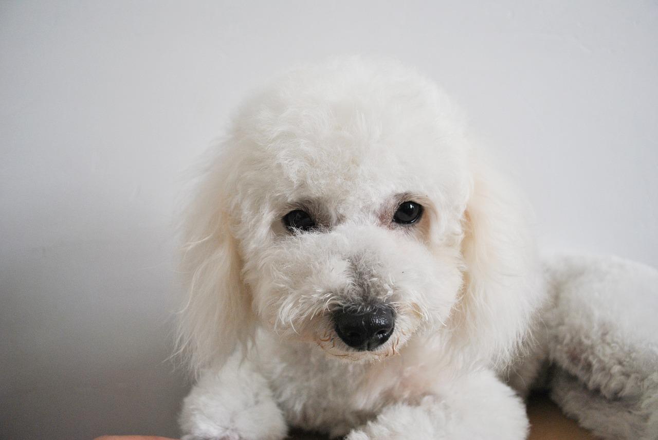 Cane Bichon frisé: caratteristiche e foto
