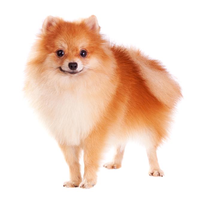 Cane Pomerania: caratteristiche, foto e video