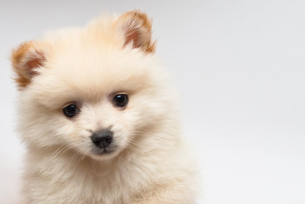 Cane Pomerania: caratteristiche, foto e video