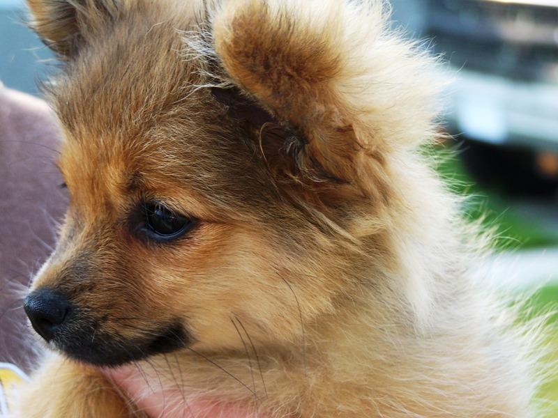 Cane Pomerania: caratteristiche, foto e video