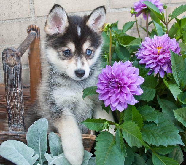 Pomsky: Cure. Carattere, Caratteristiche e Curiosità
