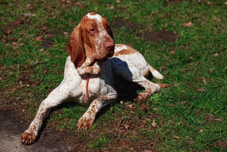 Cane Bracco italiano: caratteristiche e foto