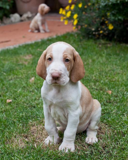 Cane Bracco italiano: caratteristiche e foto