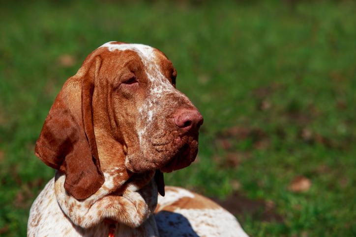 Cane Bracco italiano: caratteristiche e foto