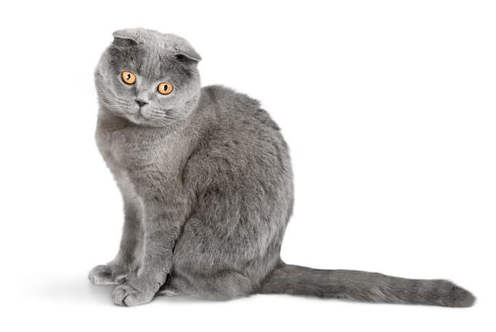 Gatto Scottish Fold: caratteristiche e foto