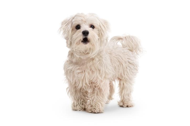Maltipoo - Caratteristiche, comportamento ed altre curiosità!