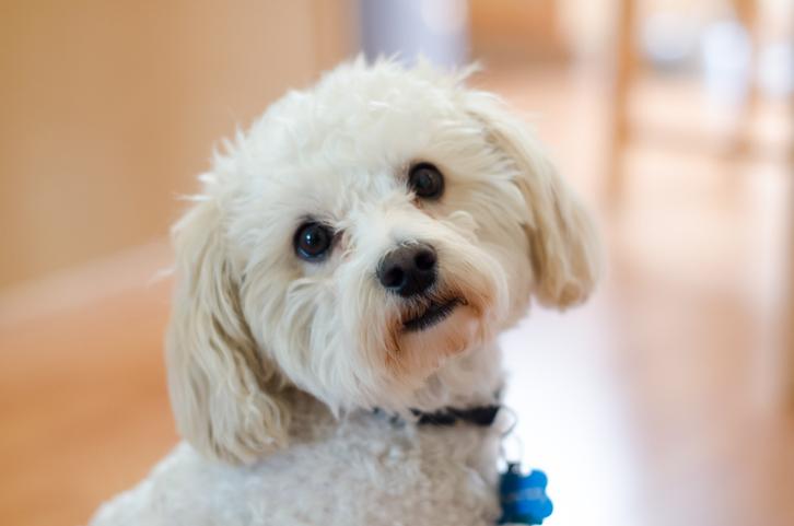 Maltipoo - Caratteristiche, comportamento ed altre curiosità!