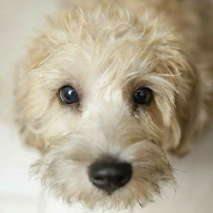 Maltipoo - Caratteristiche, comportamento ed altre curiosità!