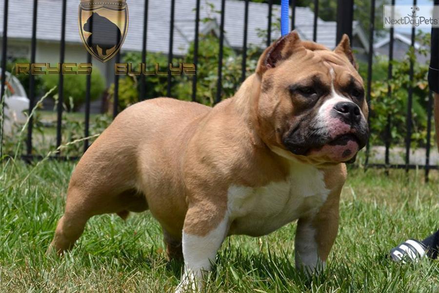 Cane American Bully: caratteristiche e foto