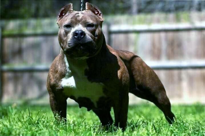 Cane American Bully: caratteristiche e foto