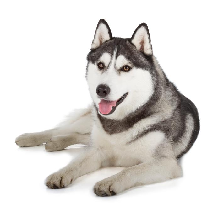 Cane Siberian Husky: caratteristiche, foto e video