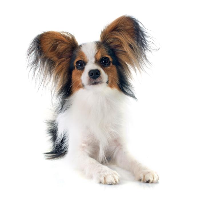 Cane Papillon: caratteristiche e foto