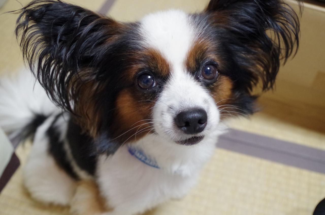 Cane Papillon: caratteristiche e foto